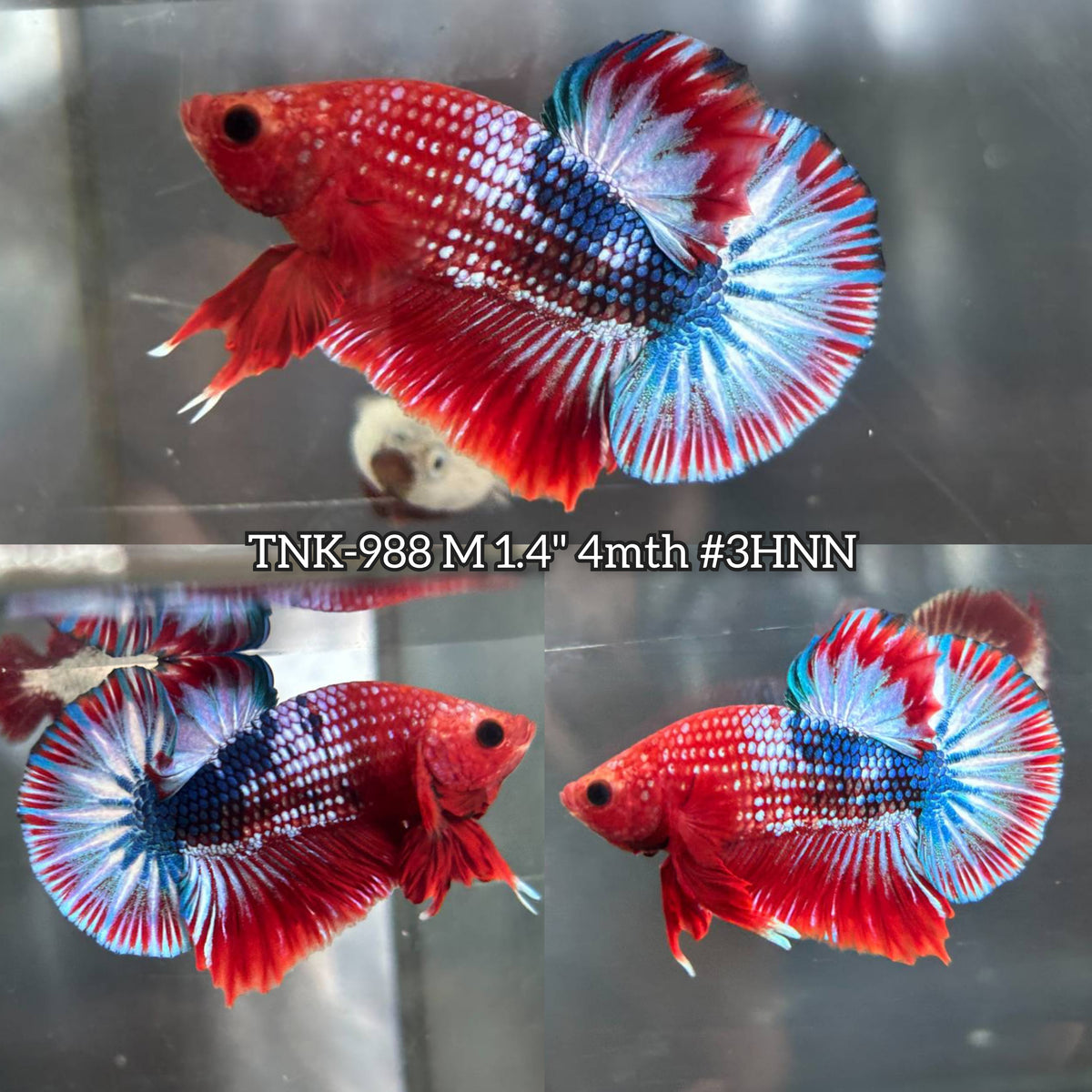 Live Male Betta Red Hellboy Fancy Startail Plakat (TNK-988) S189 High ...