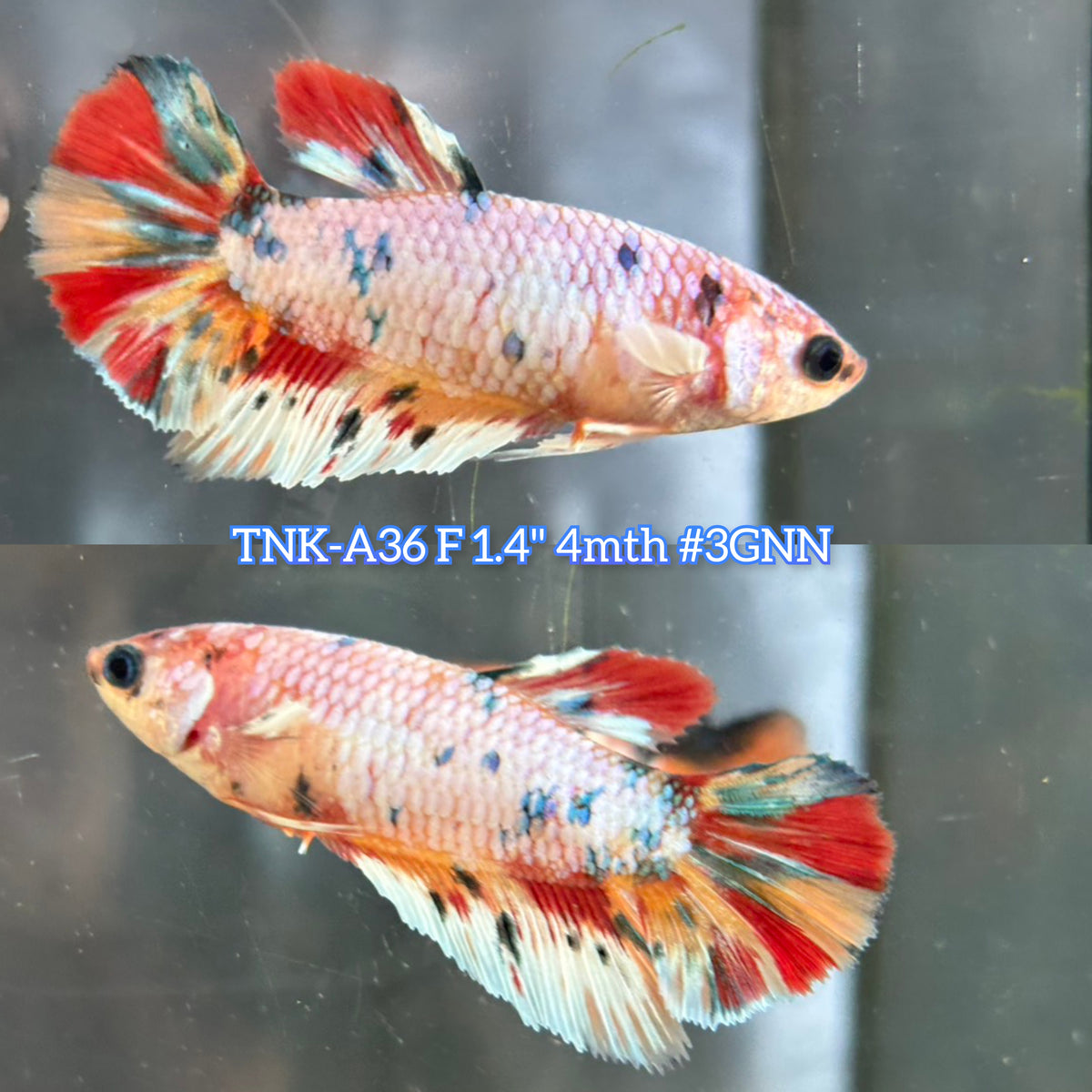 Live Female Betta Candy mixed colors Halfmoon (TNK-A36)S209 High quali ...