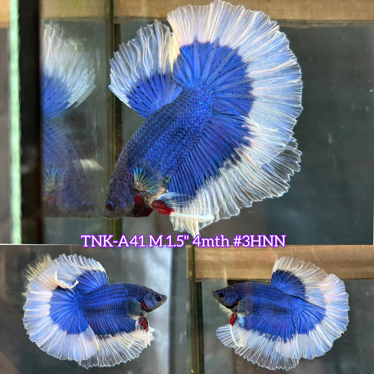 Live Male Betta Blue Butterfly Over Halfmoon (TNK-A41)S216 High qualit ...