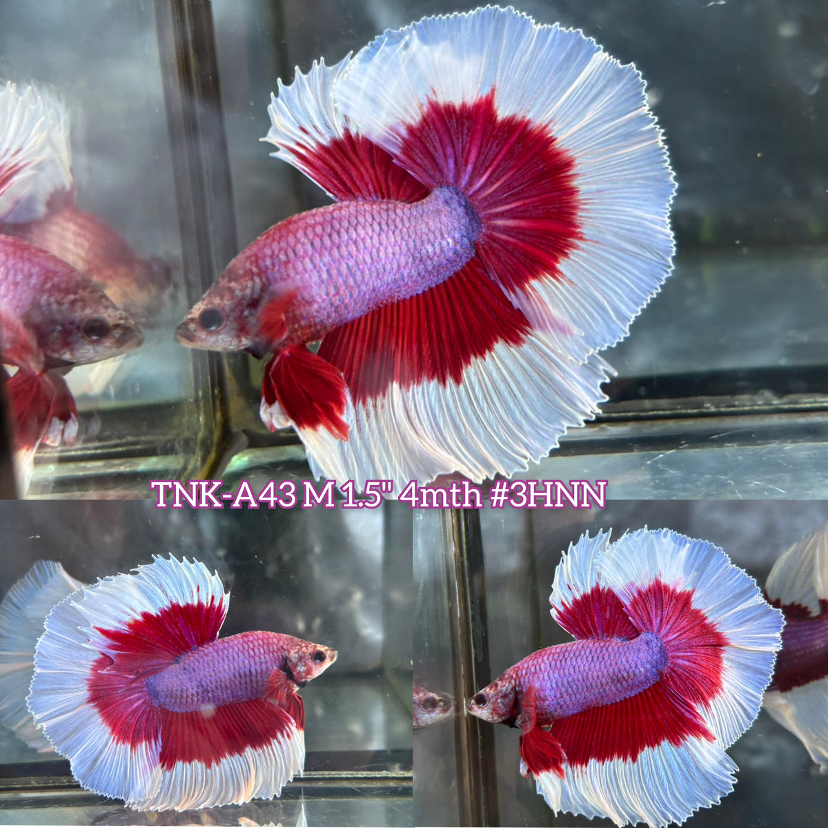 Live Male Betta Red Purple Butterfly Salamander Over Halfmoon (TNK-A43 ...