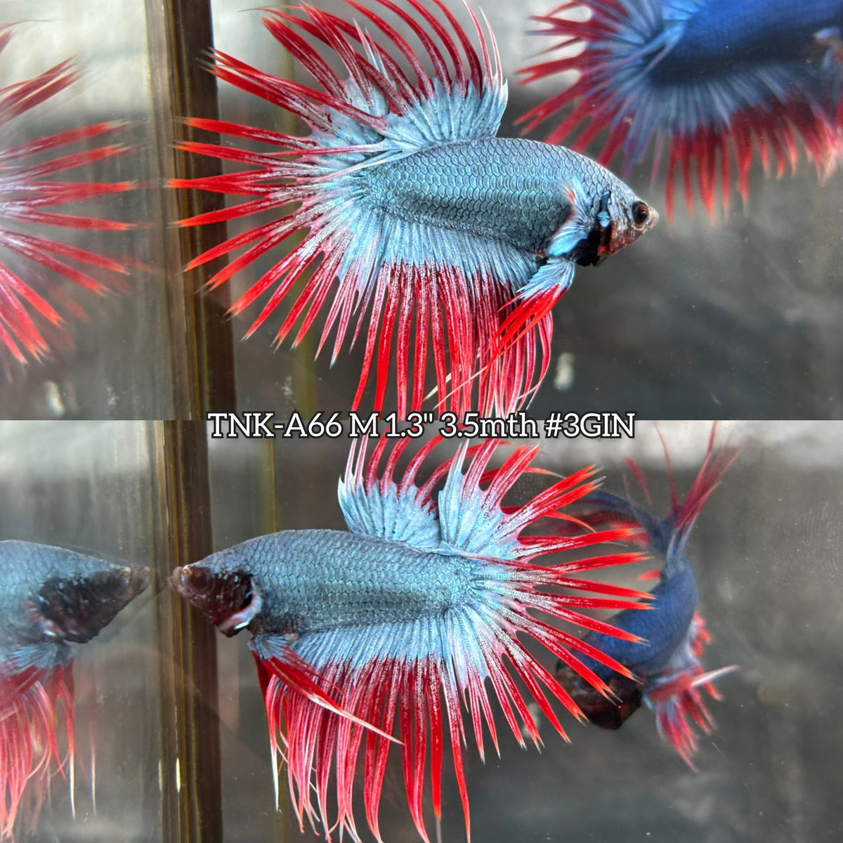 Live Male Betta Red Steel Blue Mascot Spider Crowntail (TNK-A66) S233 ...