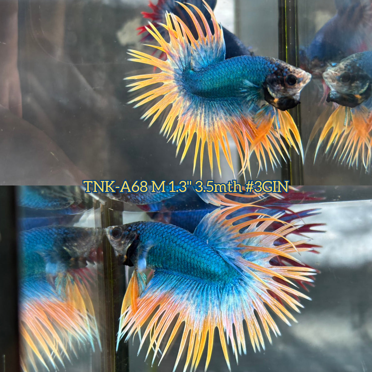 Live Male Betta Yellow Blue Mascot Spider Crowntail (TNK-A68) S235 Hig ...