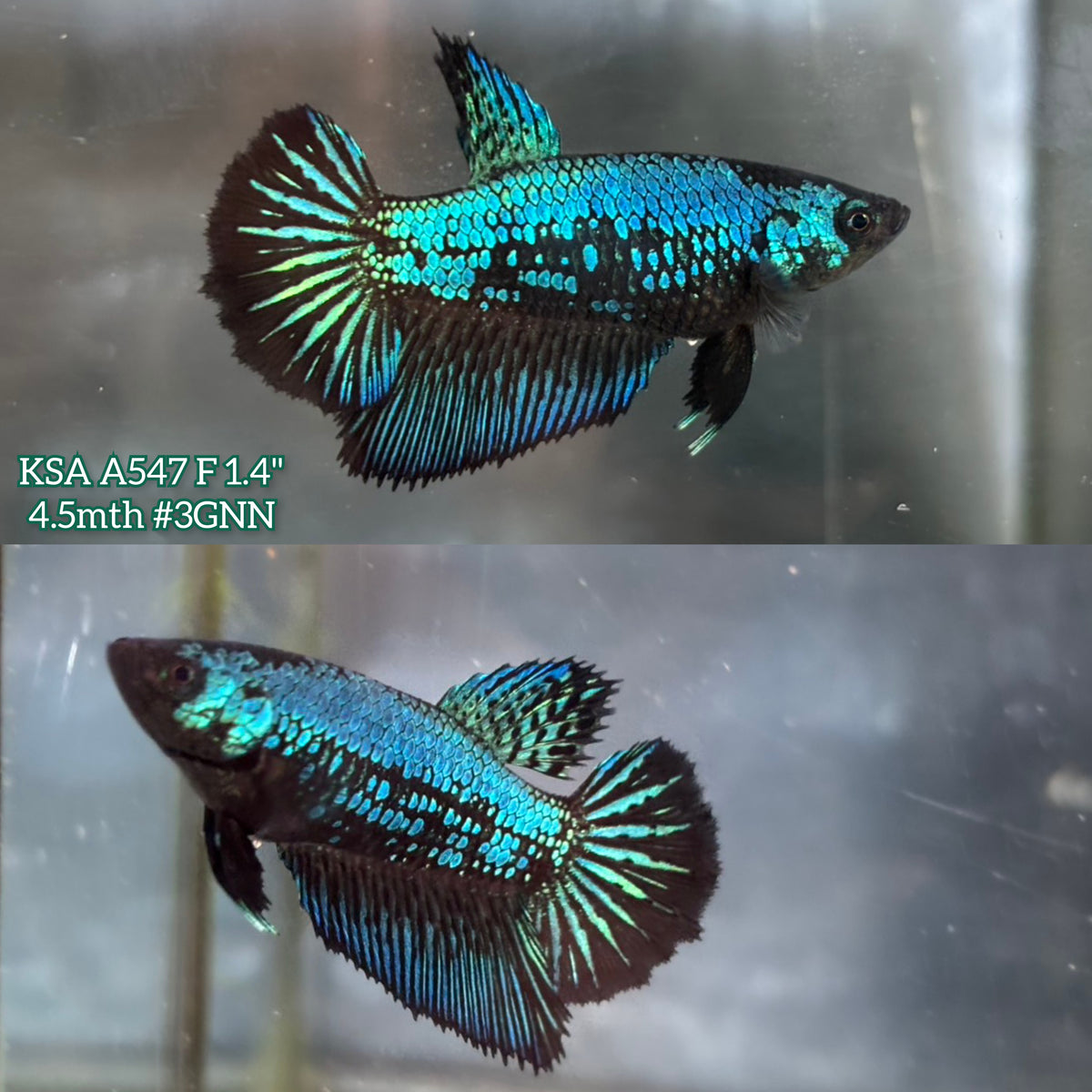 Live Female Betta Green Blacklight mamba Halfmoon (KSA-A547)High quali ...
