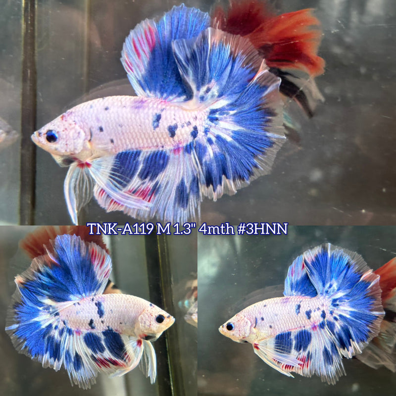 Live Male Betta Fancy Blue marble Moo cow Halfmoon (TNK-A119)S132 High ...