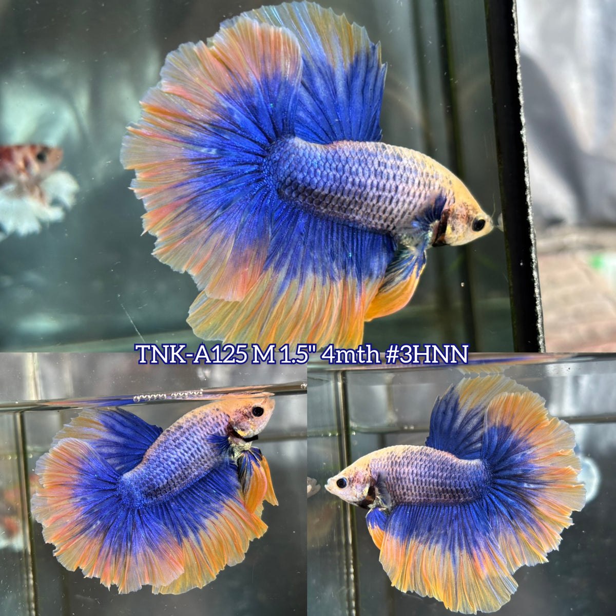 Live Male Betta Yellow blue Mascot Over Halfmoon (TNK-A125) High quali ...