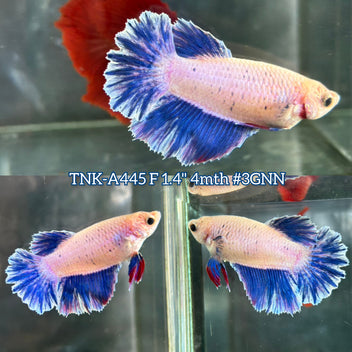 Live Female Betta Fancy Blue Bi-colors Halfmooon Rosetail (TNK-A445) H ...