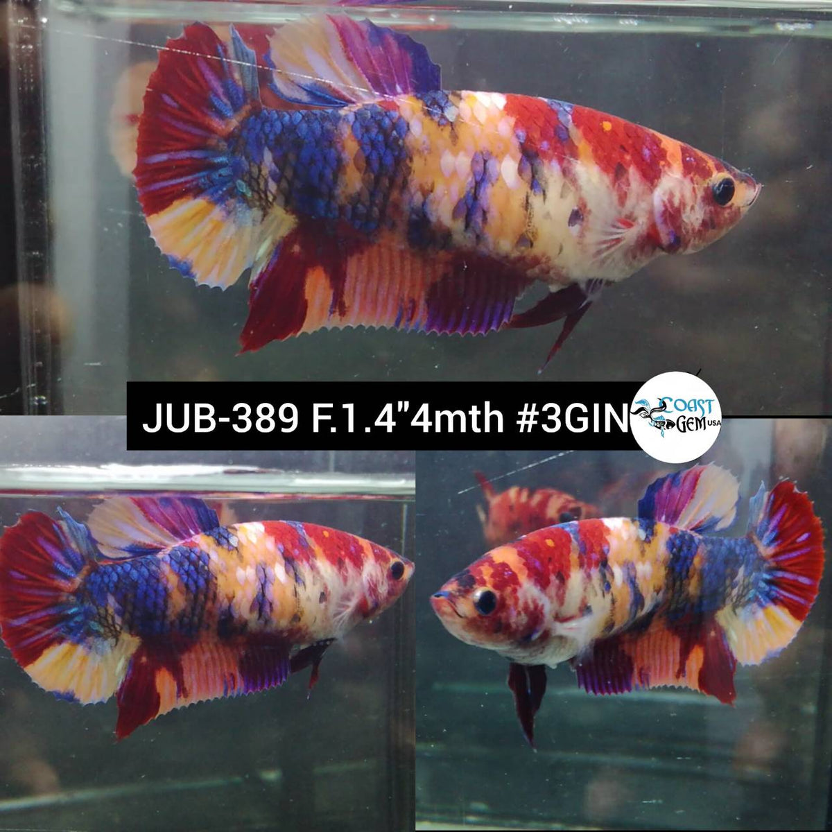 H Live Female Betta Candy Multi-Colors Plakad (JUB-389) What you see W ...