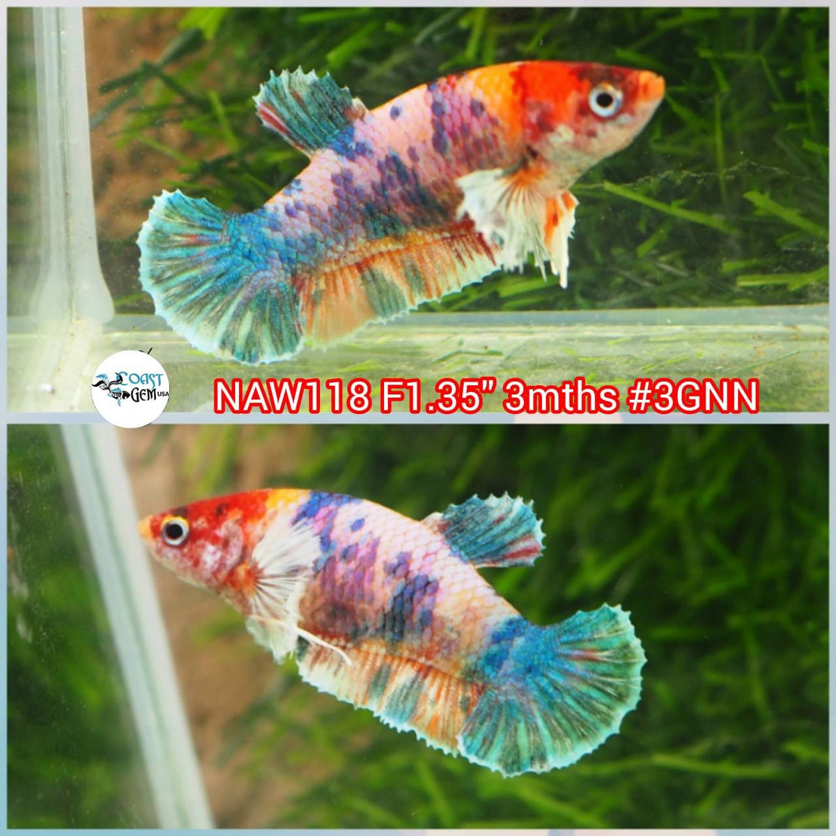 H Live Female Betta Candy Nemo Dumbo Plakat (NAW-118) What you see Wha ...