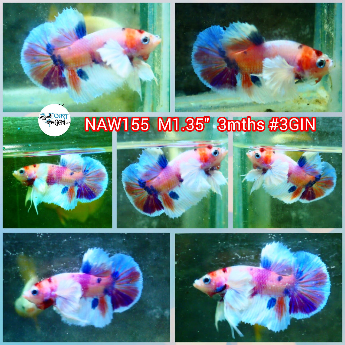 H Live Male Betta Candy Dumbo Big ear Plakat (NAW-155) what you see wh ...