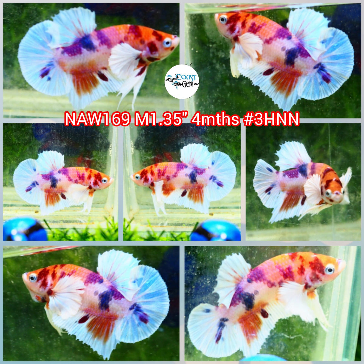 H Live Male Betta Candy Dumbo Big ear Plakat (NAW-169) High quality wh ...