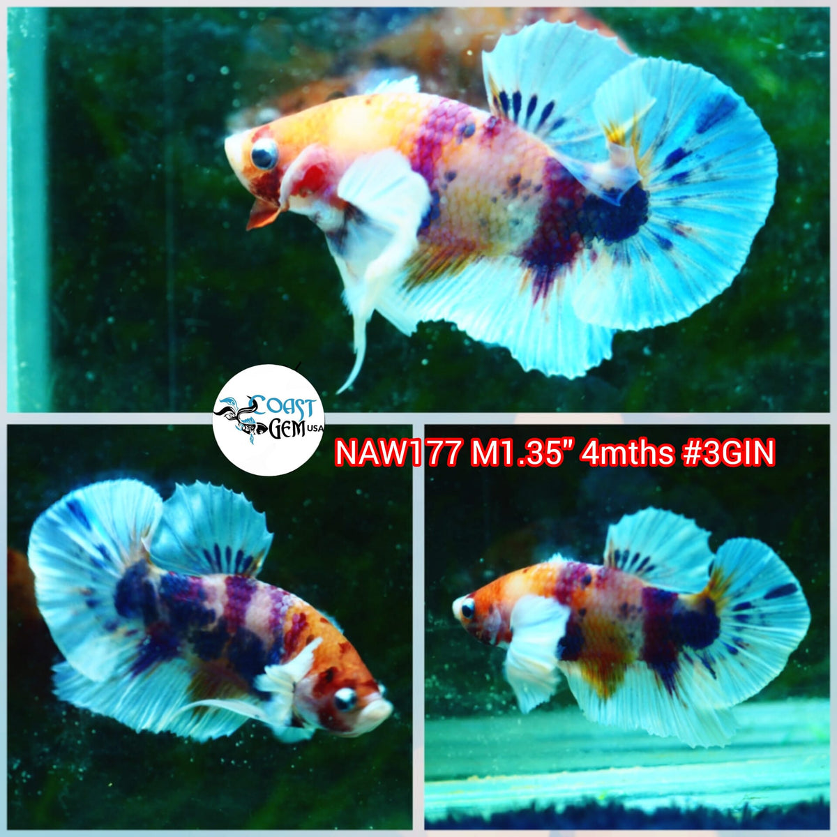 Live Male Betta Candy Dumbo Big Ear Plakat (NAW-177) what you see what ...