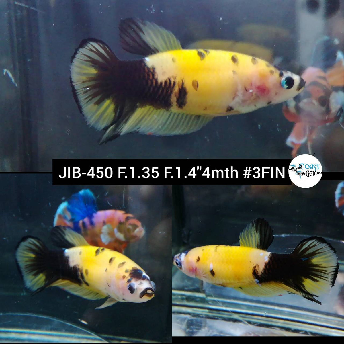 H Live Female Betta Yellow Koi Tiger Plakat (JUB-450) What you see wha ...
