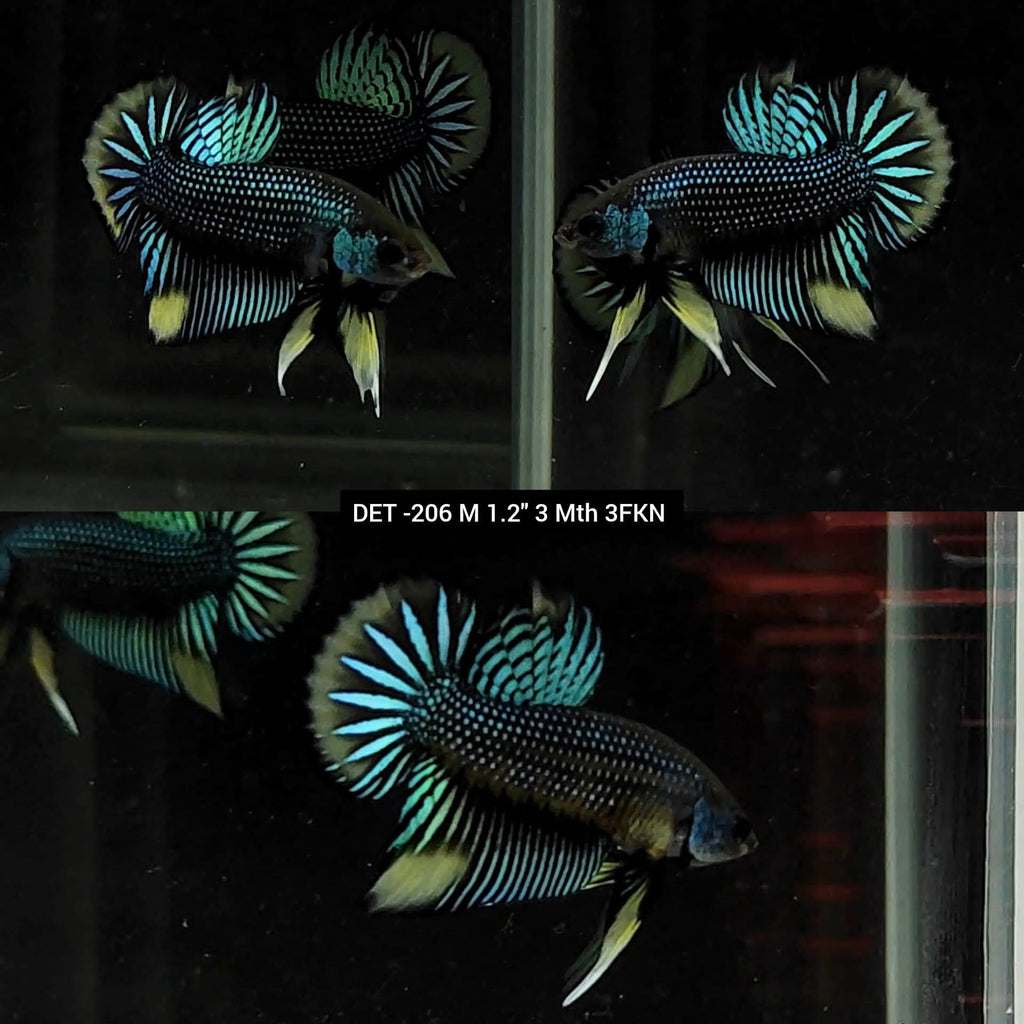 Live Betta Fish | Siamese Fighting Fish | Wild Betta for Sale — Coast ...