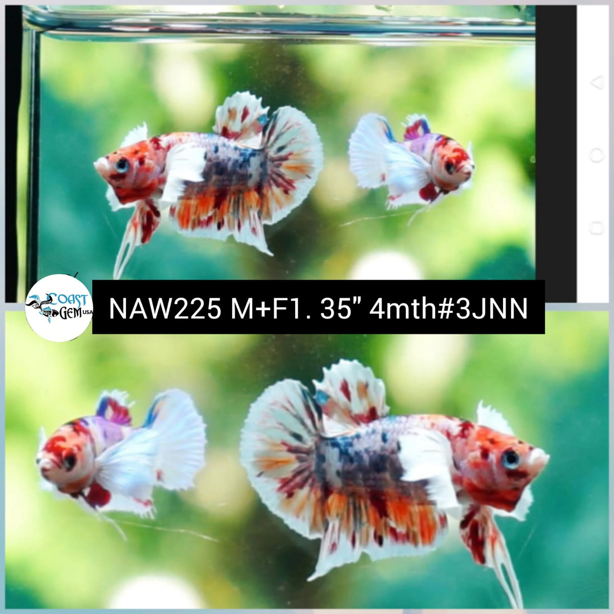 Live Betta (1Pair) Copper Nemo Dumbo Big ear Plakat (NAW-225) High qua ...