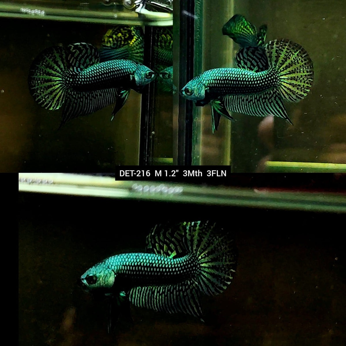 Live Male Betta Green Alien Hybrid Wild Plakat (DET-216) S219 High qua ...