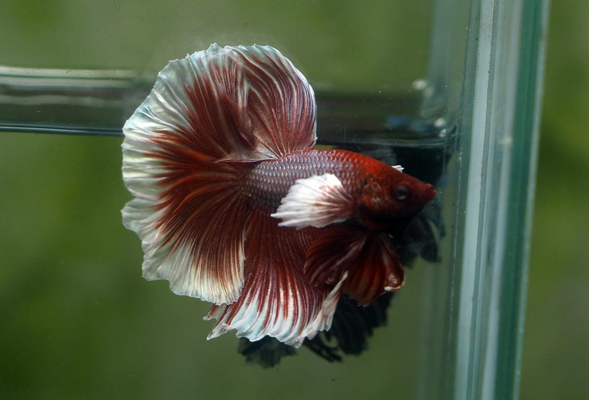 Live Male Betta Red Salamander Dumbo big ear Halfmoon (MKP-536) High q ...