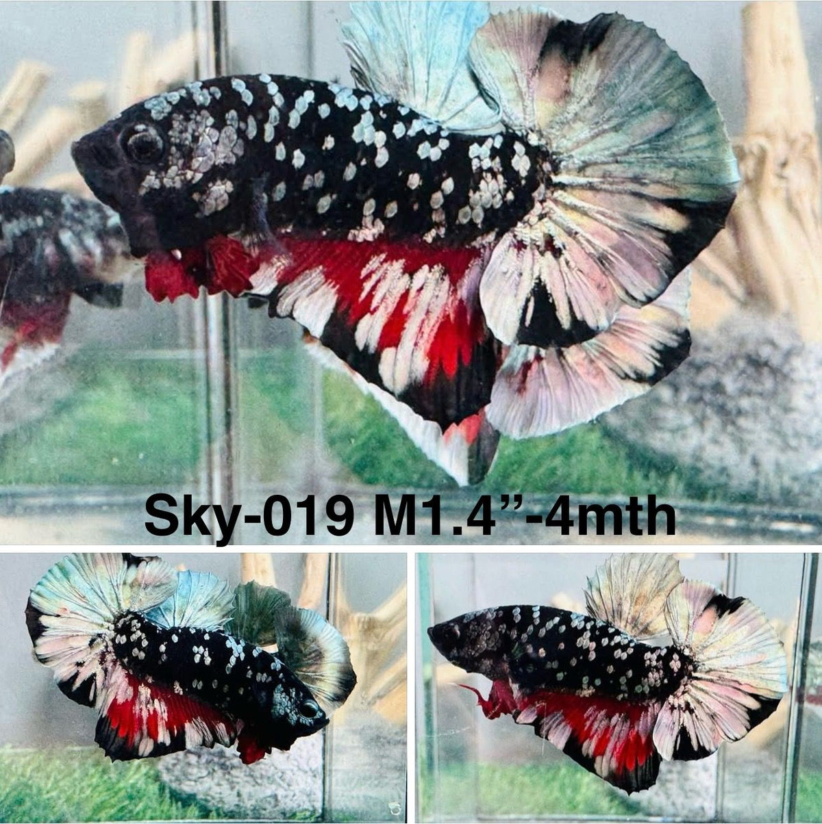Live Male Betta Black copper Galaxy stardust Plakat (Sky-019) High qua ...