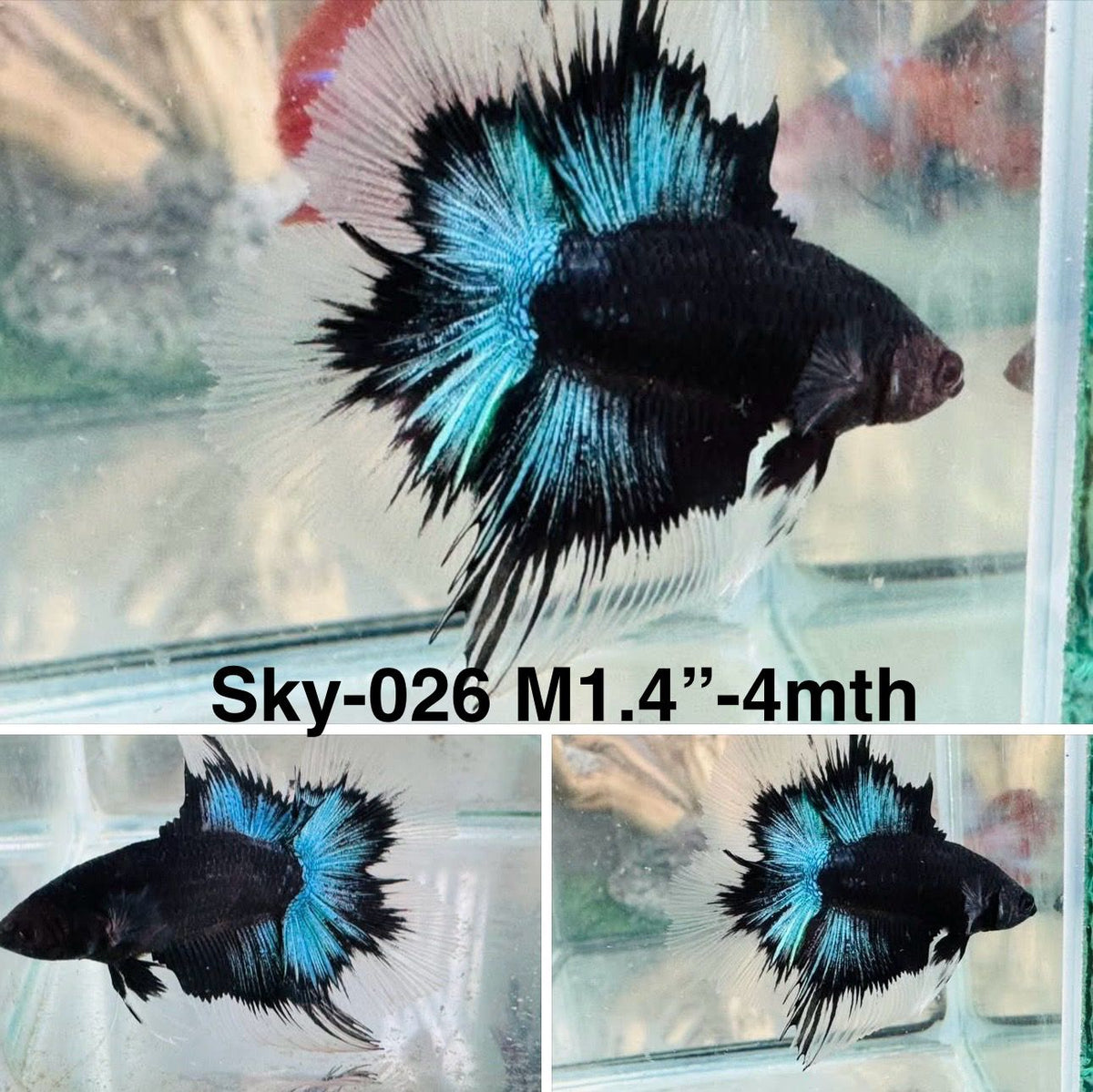 Live Male Betta Blue Black Light Doubletail Halfmoon (Sky-026) S305 Hi ...