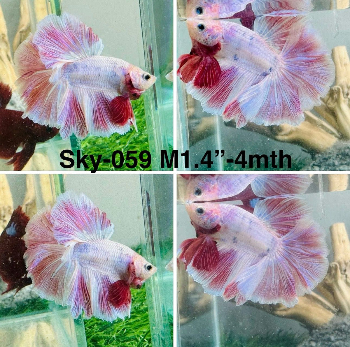 Live Male Betta Fancy Pink Tone Pastel colors Halfmoon (Sky-059) High ...