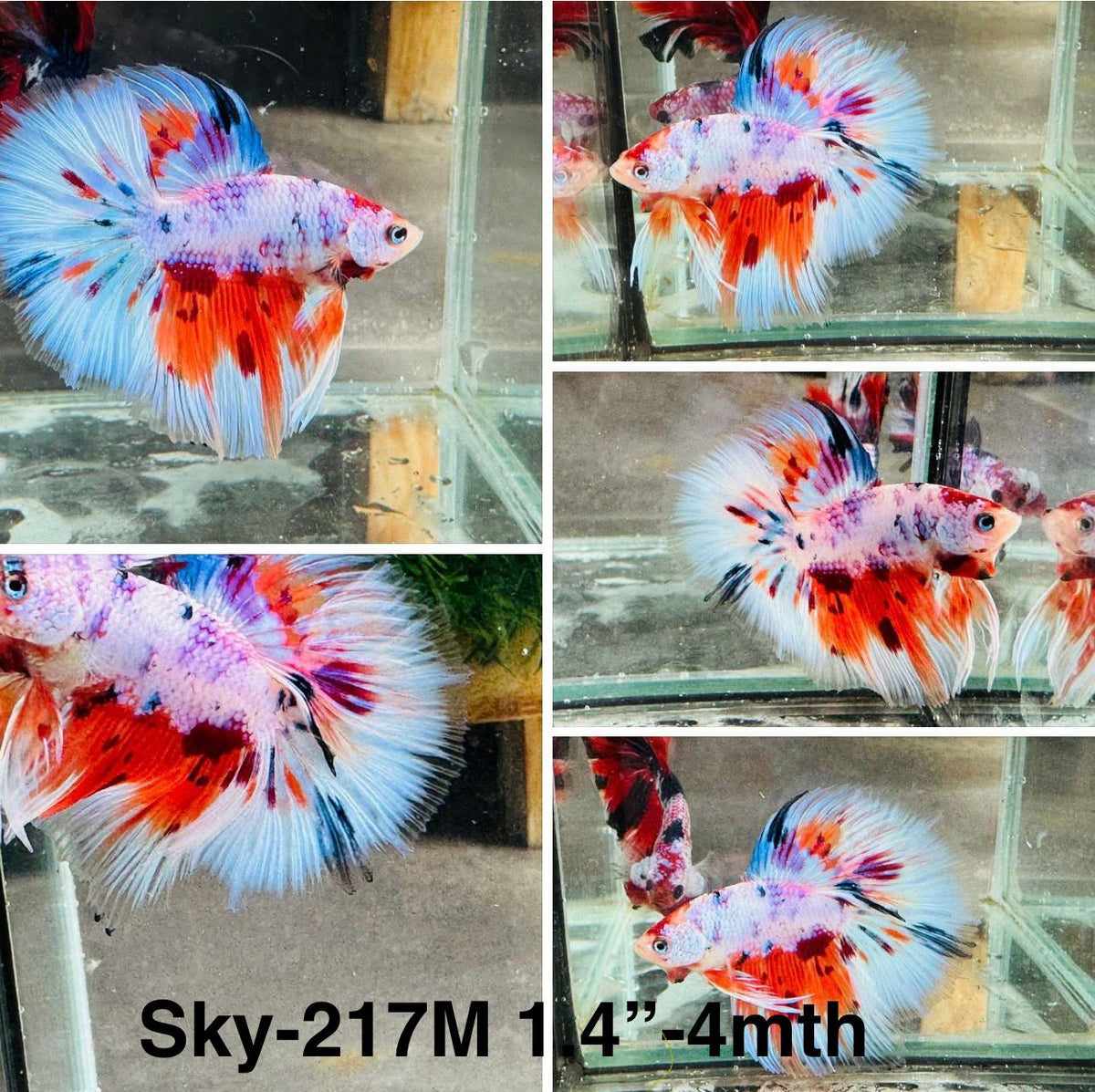 Live Male Betta Candy marble Sweet tone Halfmoon (Sky-217) High qualit ...