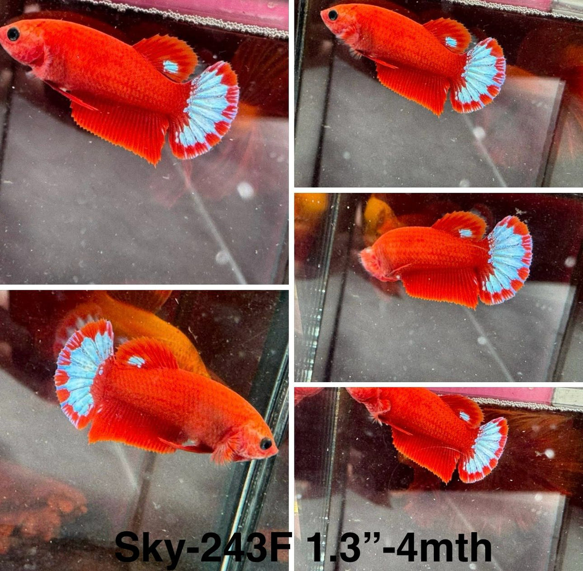 Live Female Betta Red Hellboy Startail Plakat (Sky-243)High quality wh ...