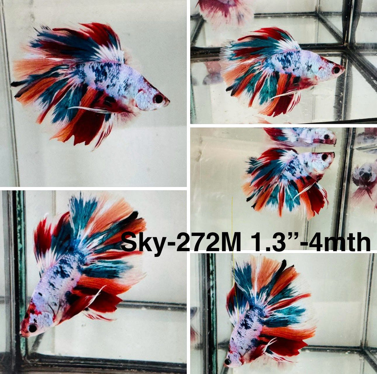 Live Male Betta Candy marble mixed colors Halfmoon (Sky-272)S138High q ...