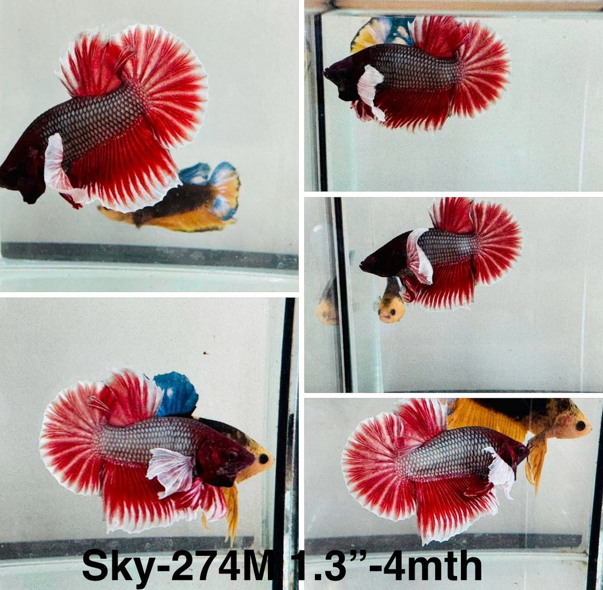Live Male Betta Red Copper Dumbo Big ear Plakat (Sky-274)S197 High qua ...