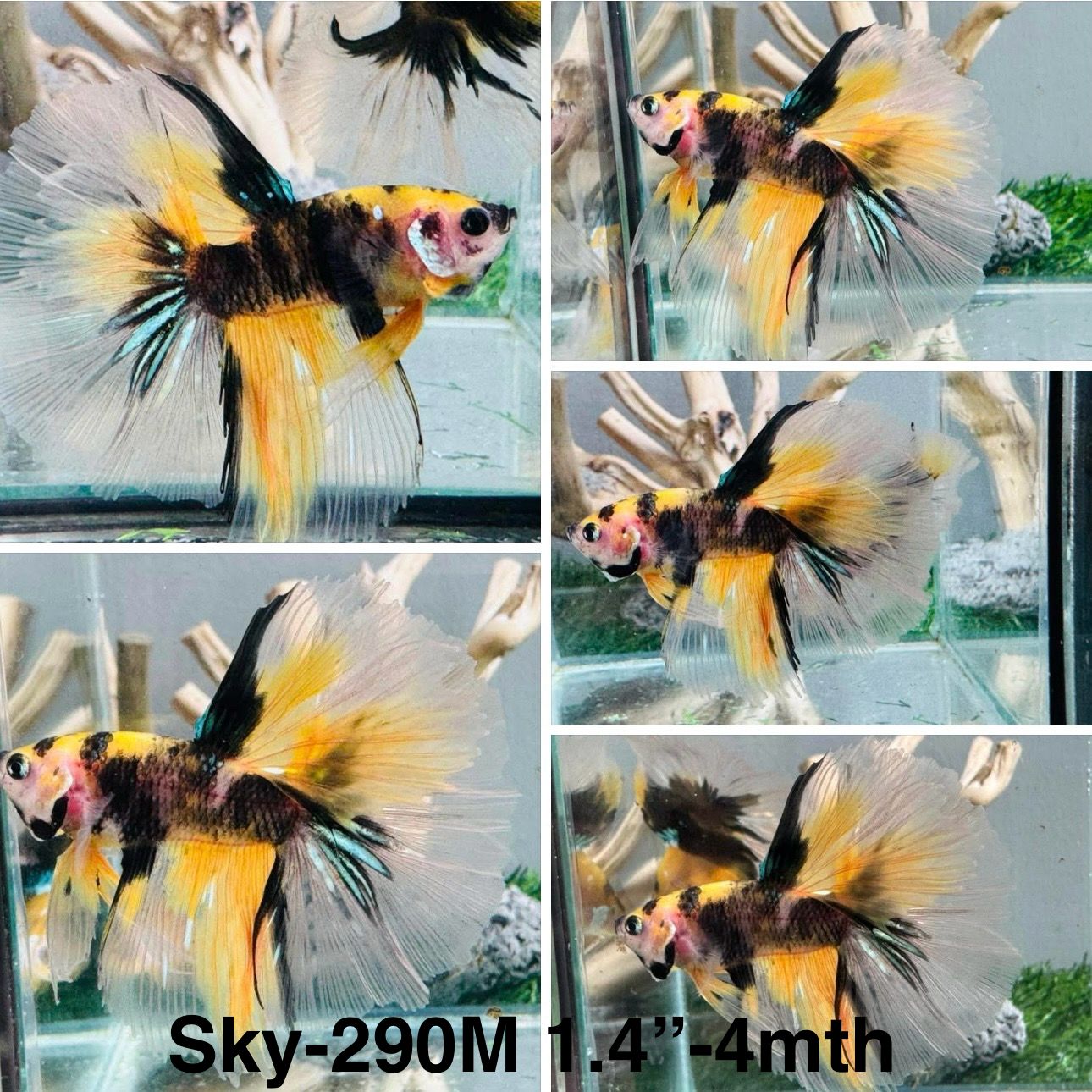 Live Male Betta Yellow Tiger Koi Halfmoon (Sky-290)S194 High quality w ...