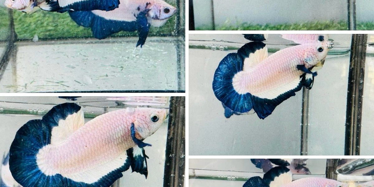 Live Male Betta Blue rim marble Plakat (Sky-320) High quality What you ...