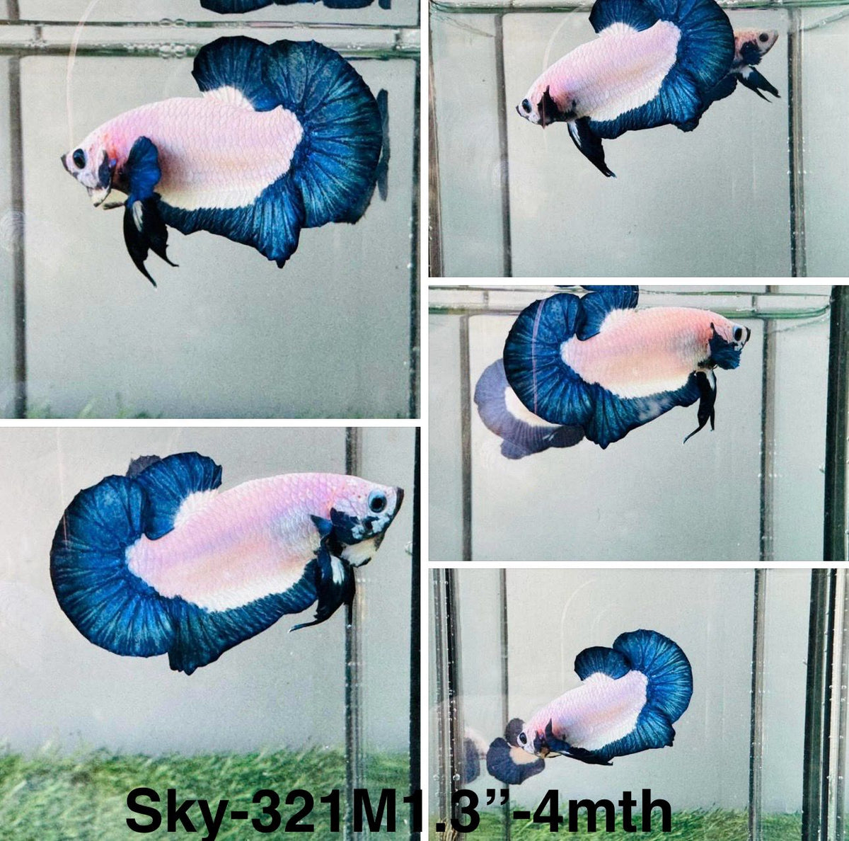 Live Male Betta Blue rim marble Plakat (Sky-321) S027 High quality Wha ...