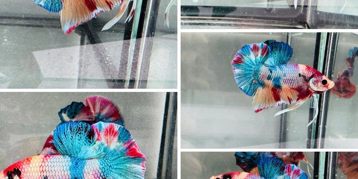 Live Male Betta Candy Mixed colors Plakat (Sky-324) High quality What ...