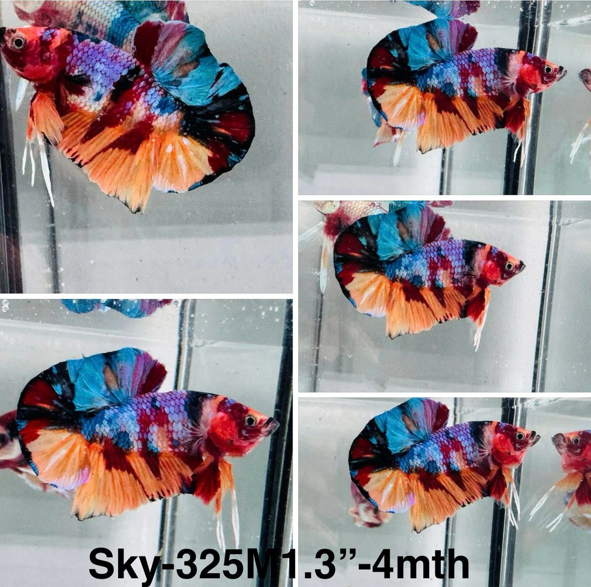 Live Male Betta Candy Nemo Mixed colors Plakat (Sky-325) S032 High qua ...
