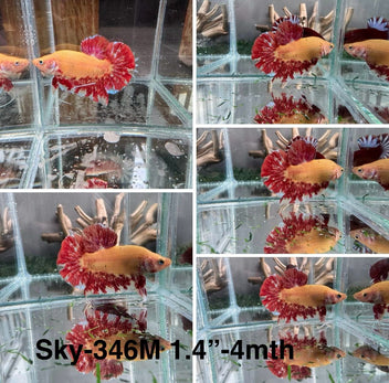 Live Male Betta Vanda Armageddon Plakat (Sky-346) High quality What yo ...