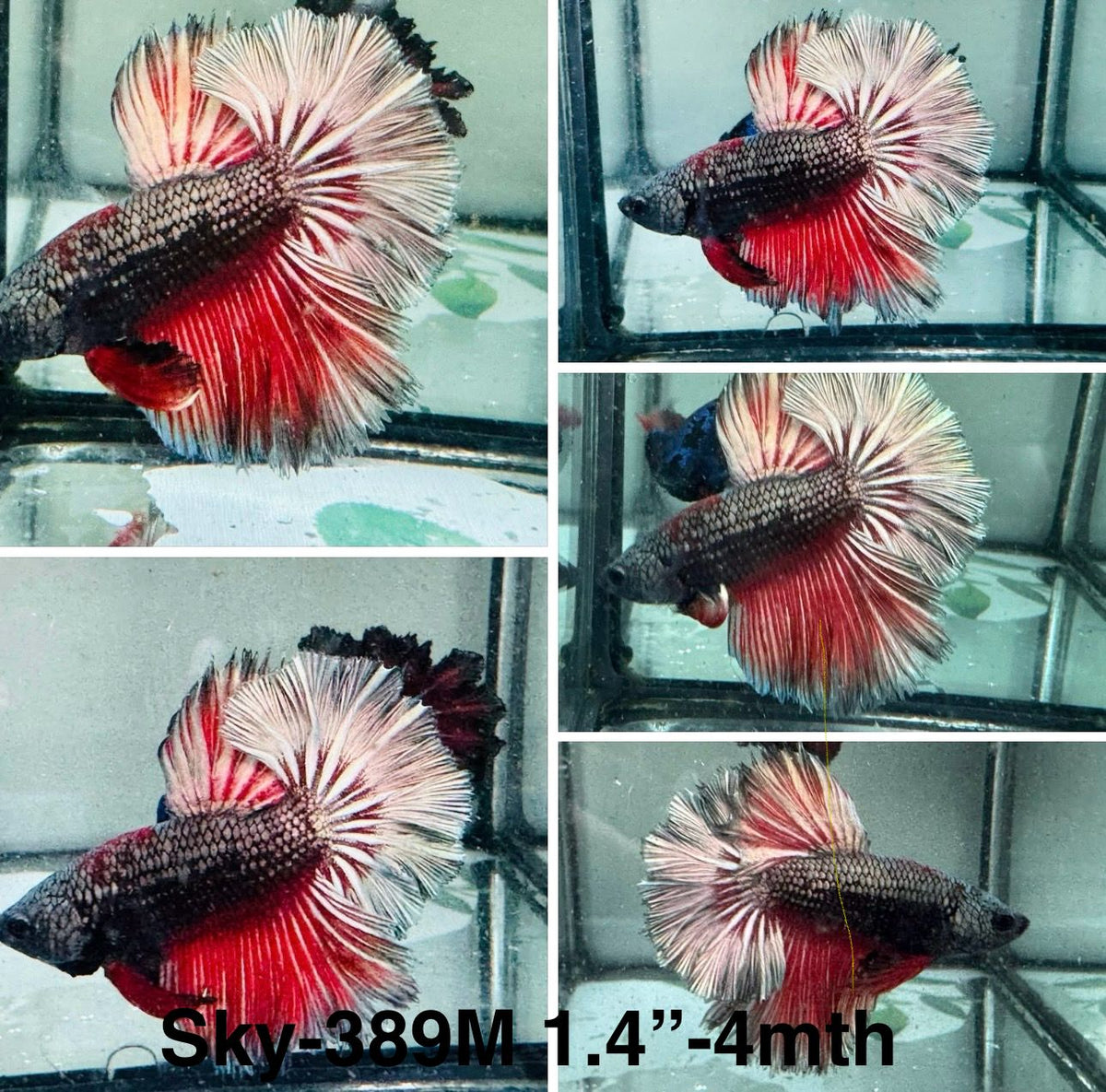 Live Male Betta Fancy Copper Red Halfmoon (Sky-389)High quality what y ...