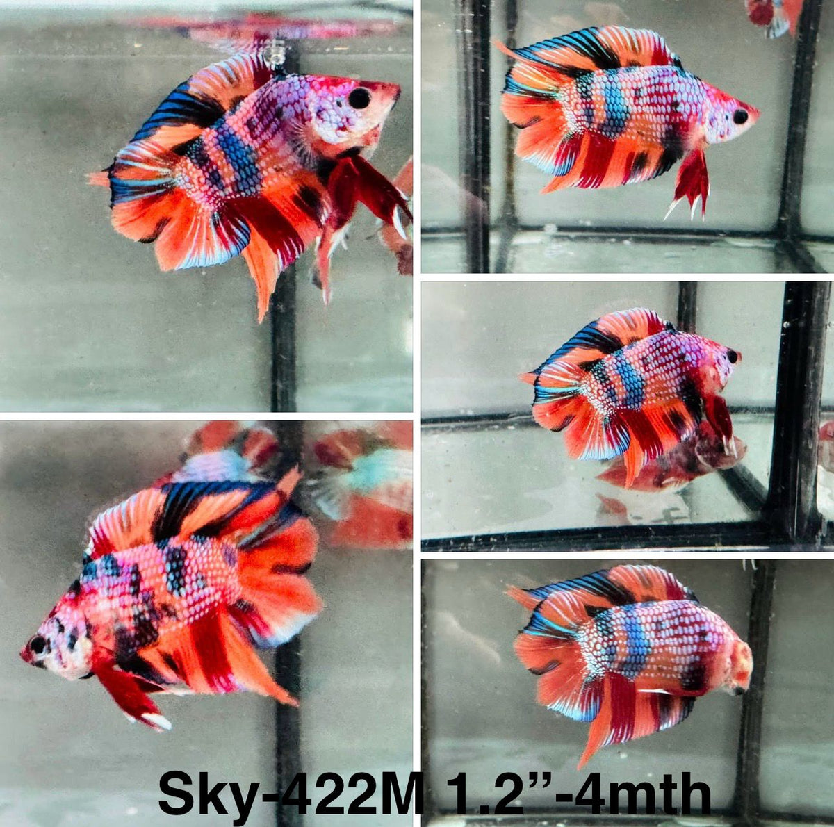 Live Male Betta Candy Nemo Doubletail Plakat (Sky-422)High quality wha ...