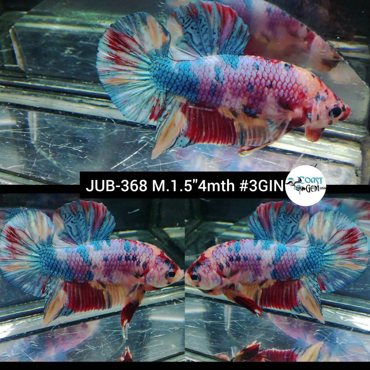 Live Aquarium Male and Female Betta — Coast Gem USA