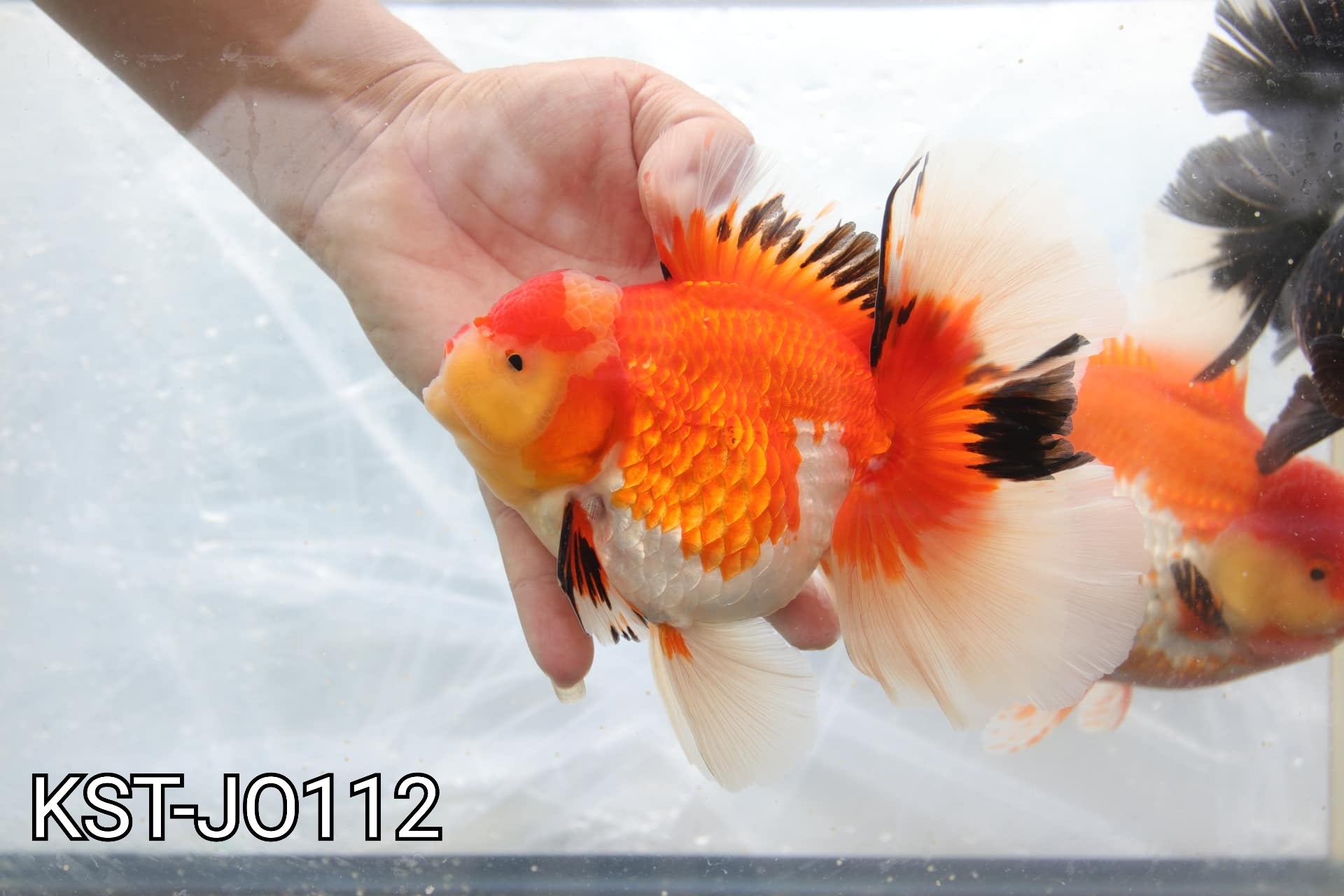 Orandas For Sale Online - Coast Gem USA