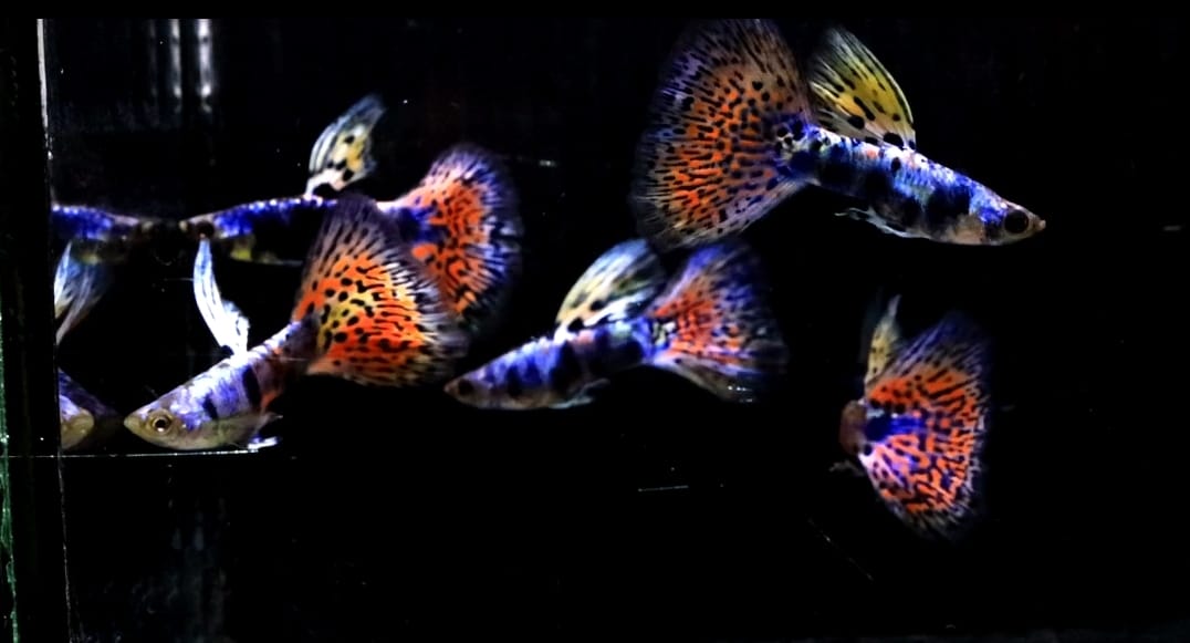 Show Quality Guppy Guppies for sale | Rare Lazuri Rainbow Tiger Mosaic ...