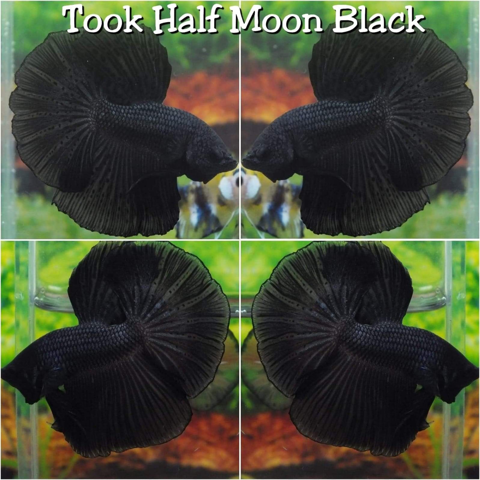 Male Betta Fish | Betta For Sale - Coast Gem USA