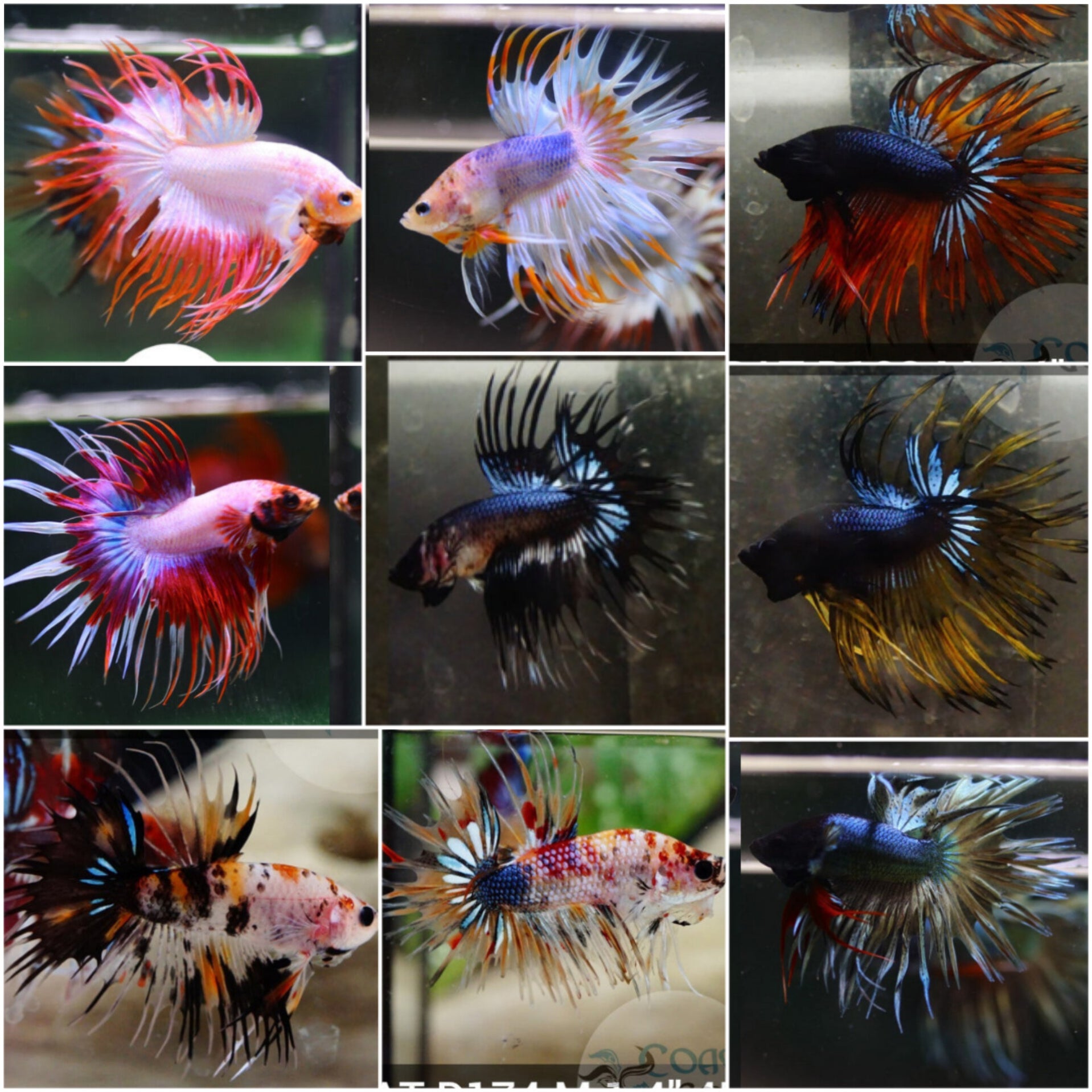 Betta fish for sale (siamese fighting fish) | spider crowntail — Coast ...