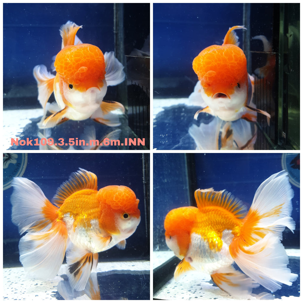 Orandas For Sale Online - Coast Gem USA