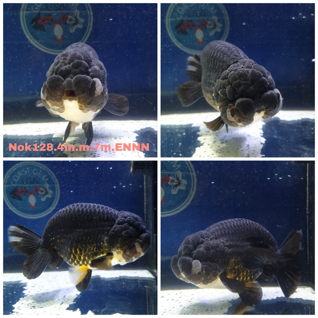 Thai High Quality Ranchu and Lionchu Goldfish for Sale — Coast Gem USA