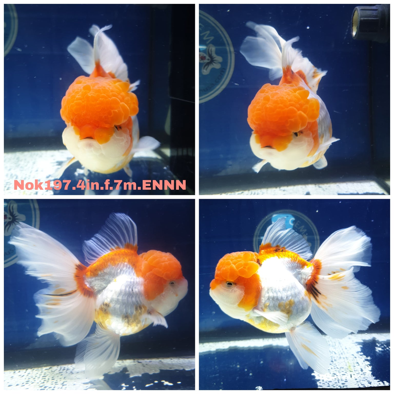 Orandas For Sale Online - Coast Gem USA