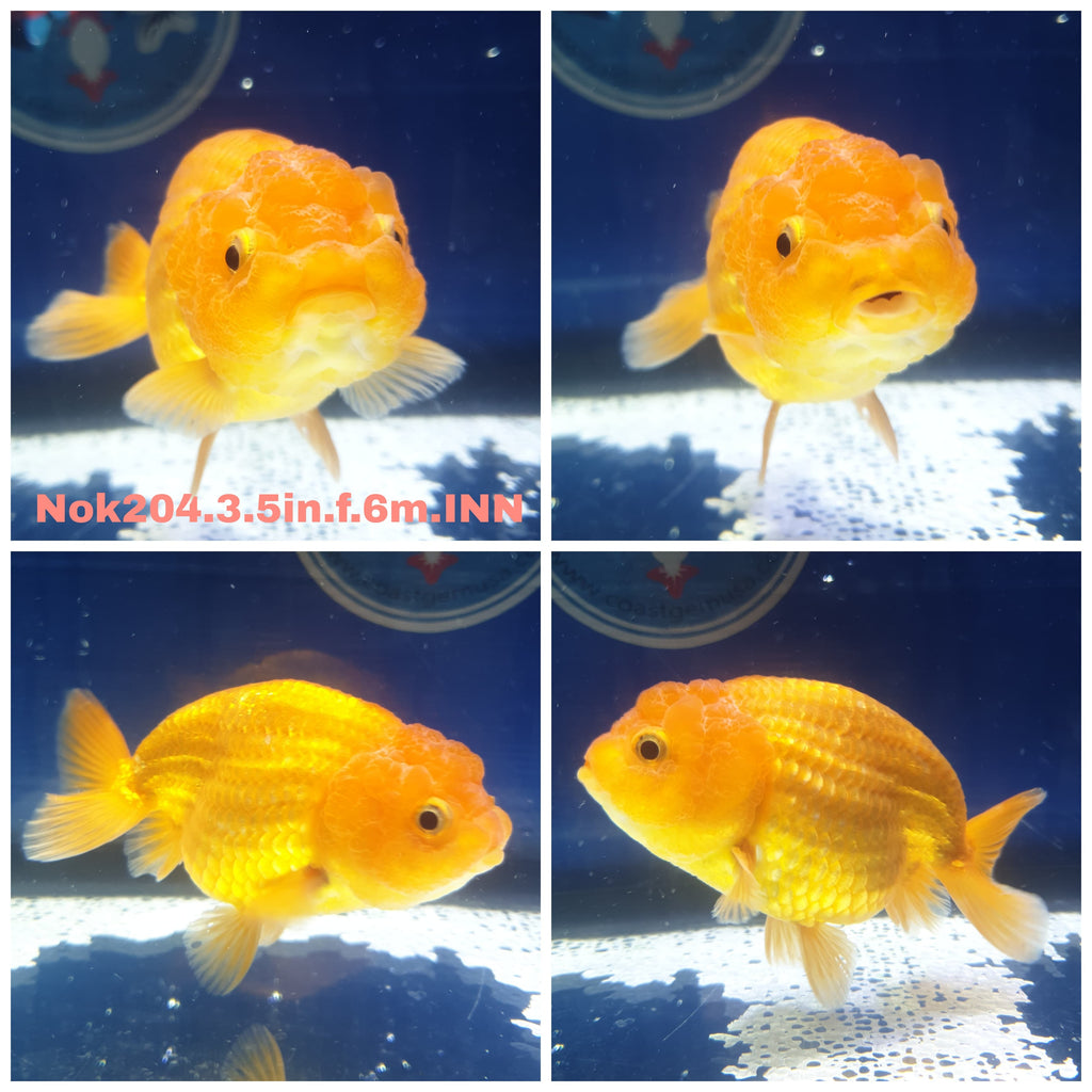 Thai High Quality Ranchu and Lionchu Goldfish for Sale — Coast Gem USA