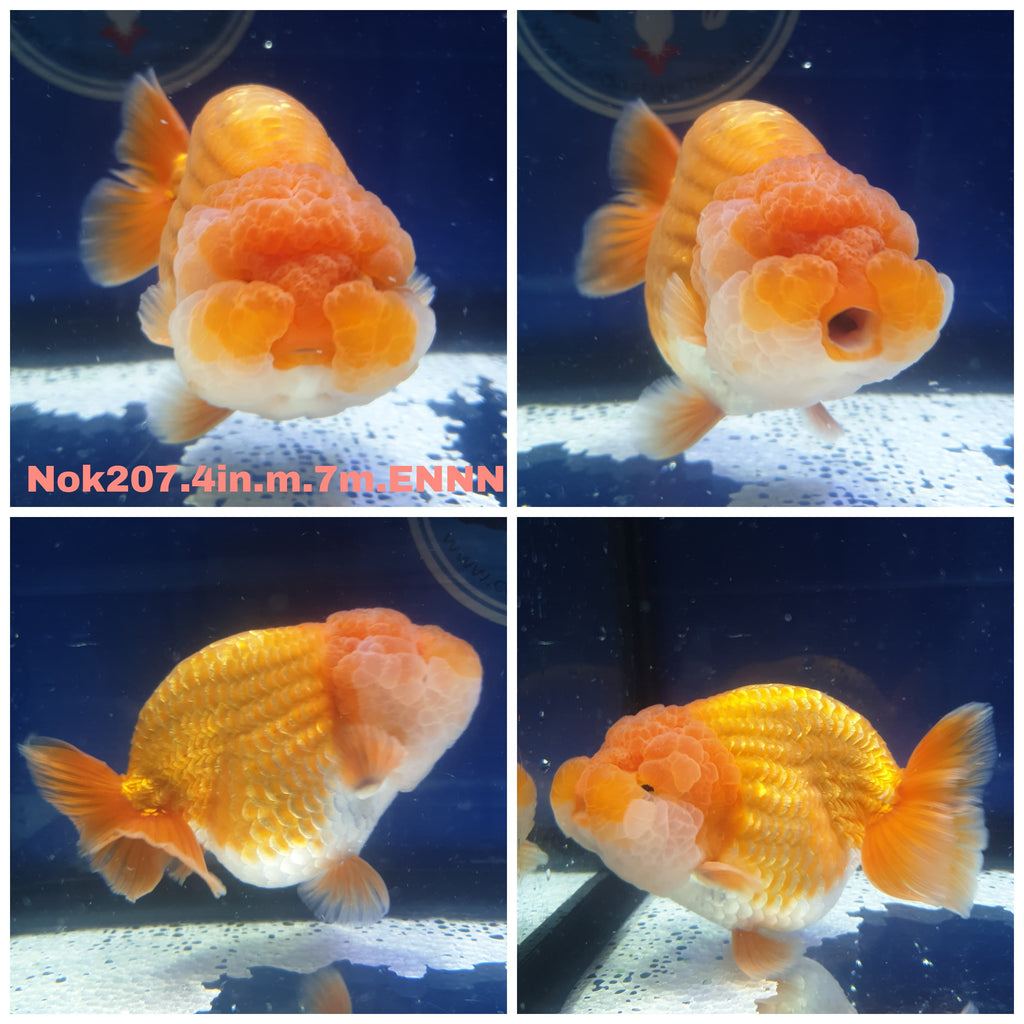 Thai High Quality Ranchu and Lionchu Goldfish for Sale — Coast Gem USA