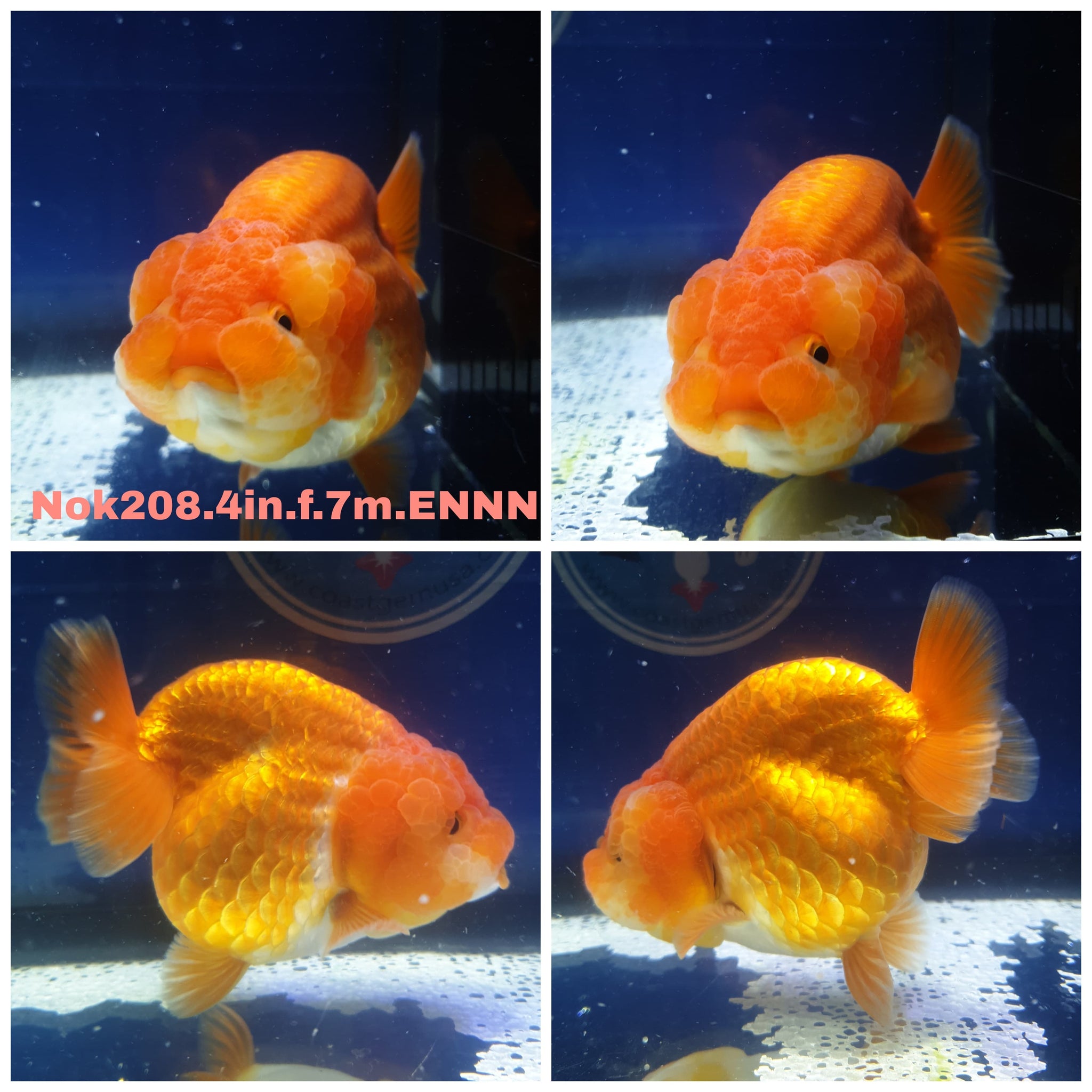 Thai High Quality Ranchu and Lionchu Goldfish for Sale — Coast Gem USA