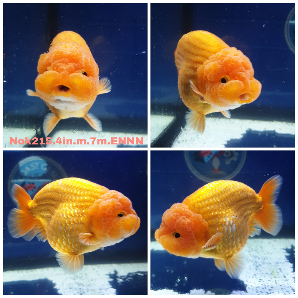 Thai High Quality Ranchu and Lionchu Goldfish for Sale — Coast Gem USA