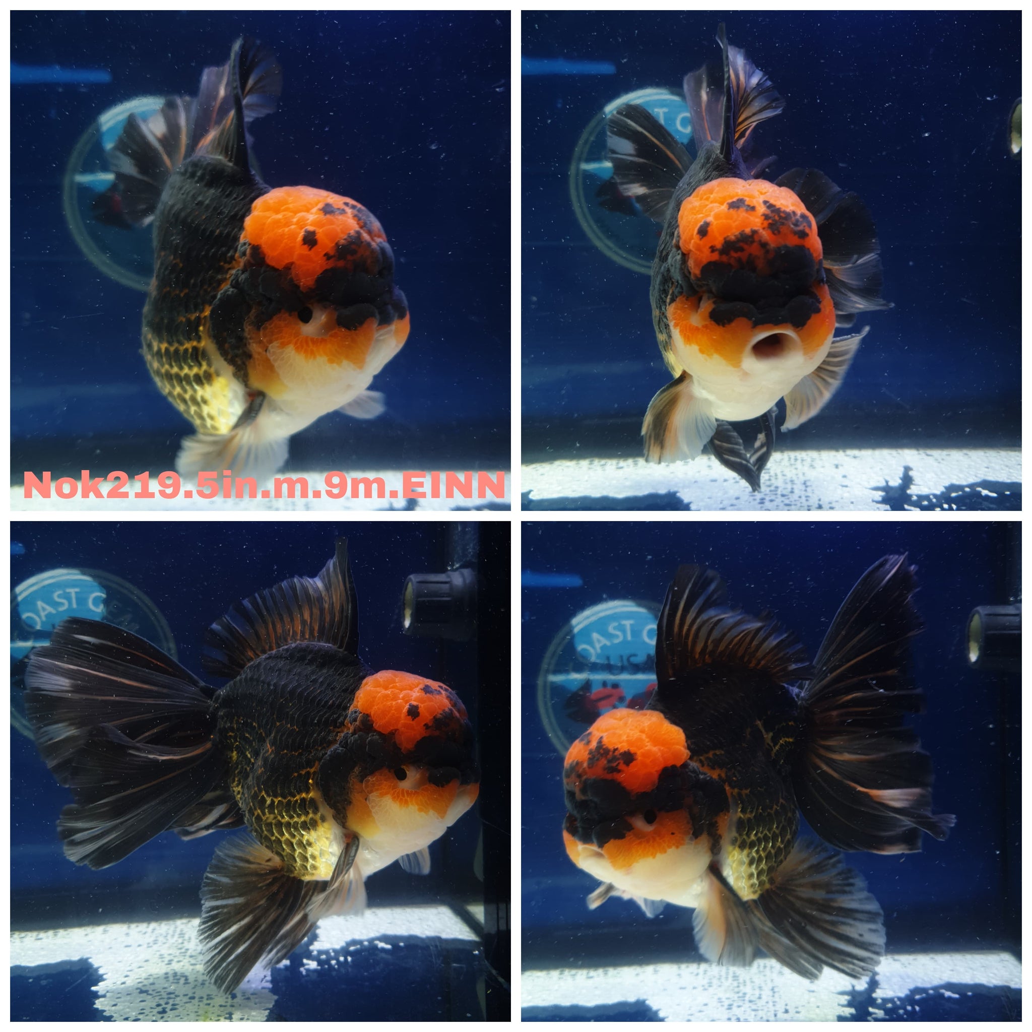 Orandas For Sale Online - Coast Gem USA