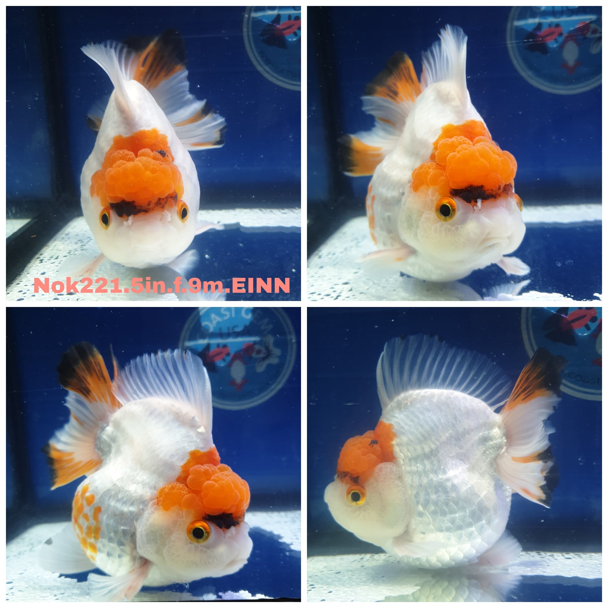 Orandas For Sale Online - Coast Gem USA