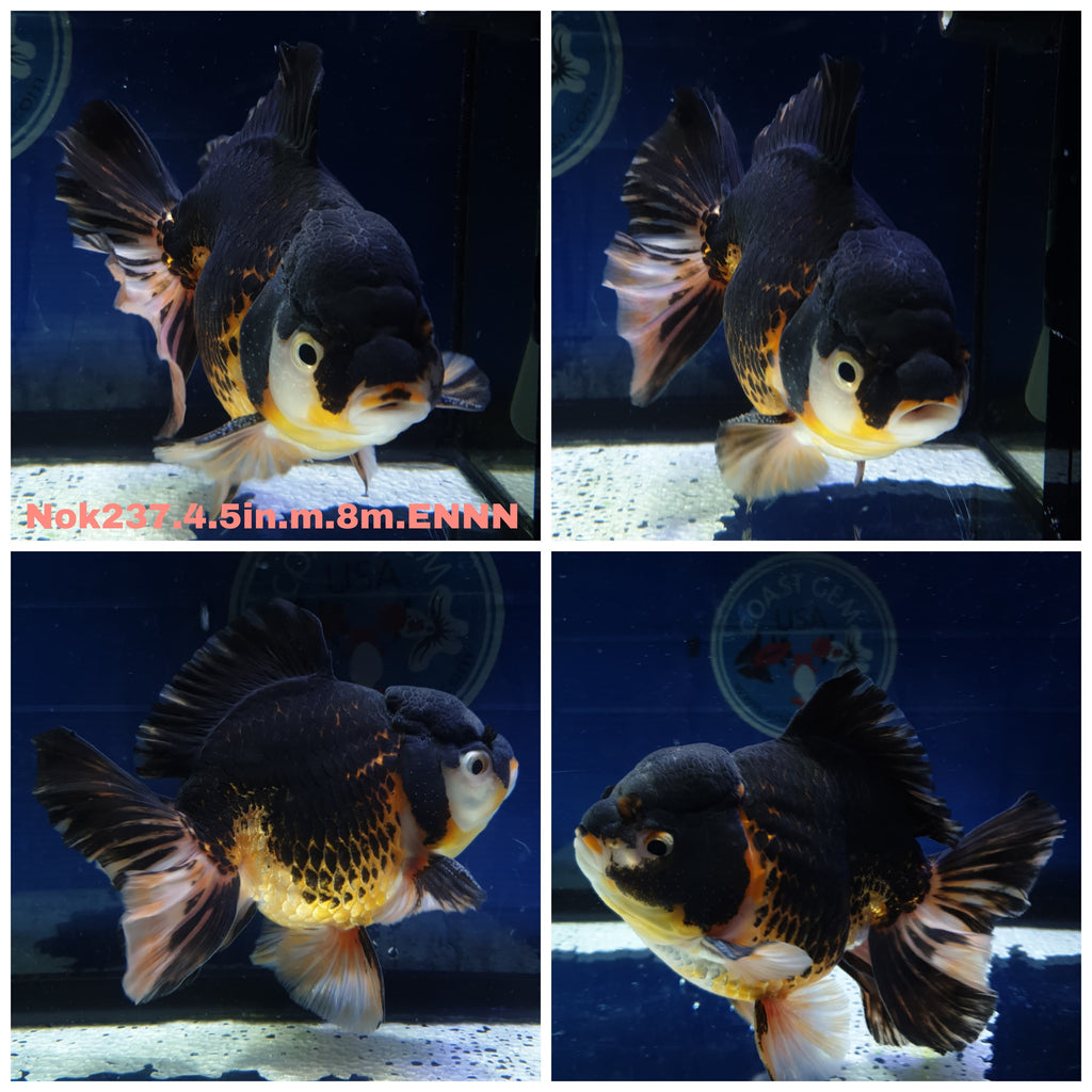 Orandas For Sale Online - Coast Gem USA